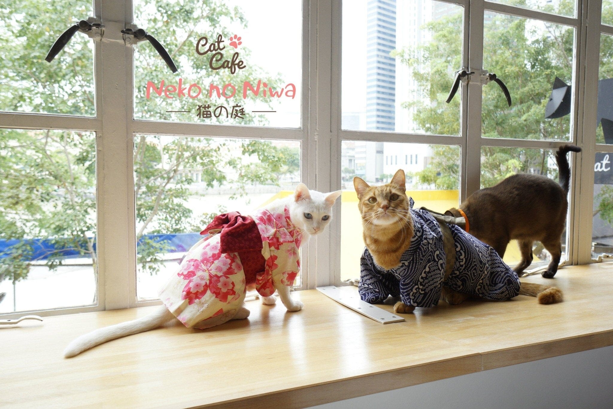 Neko cat cafe store
