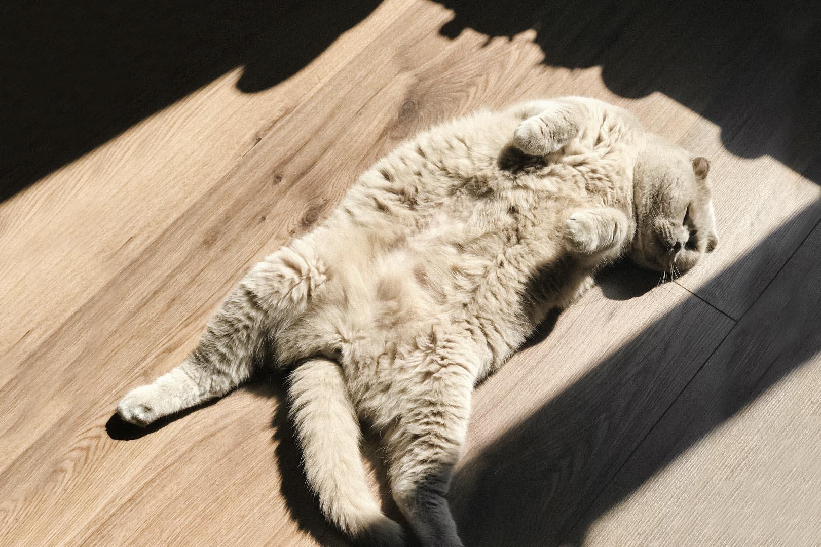 How to Keep your Cat Cool – Tuft & Paw