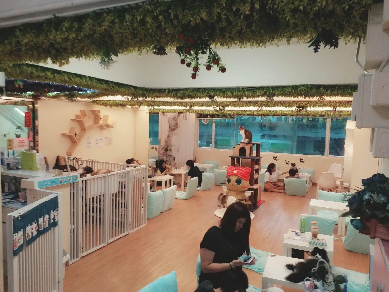 The Cats Tea Room – Tuft & Paw