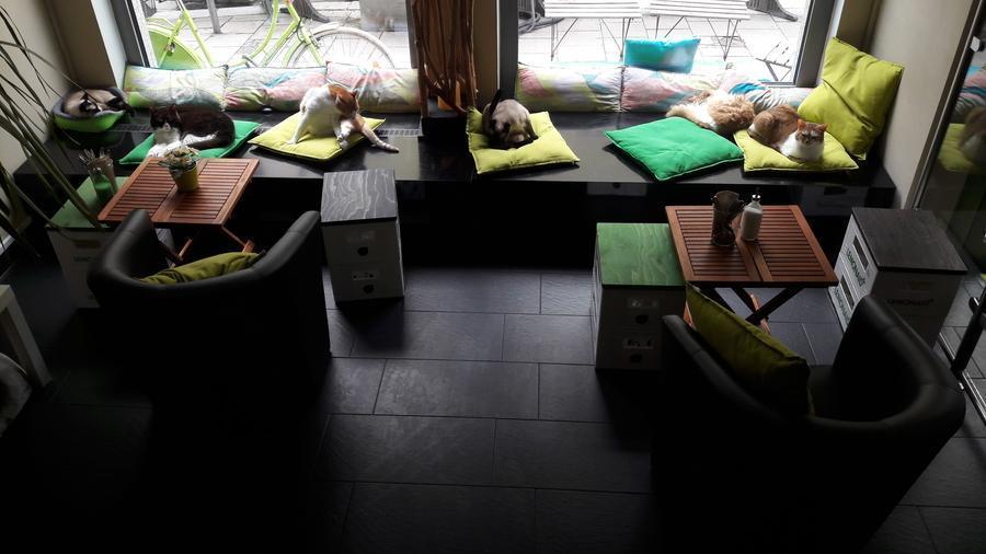 Café Katzentempel: Germany's First Cat Cafe – Tuft & Paw