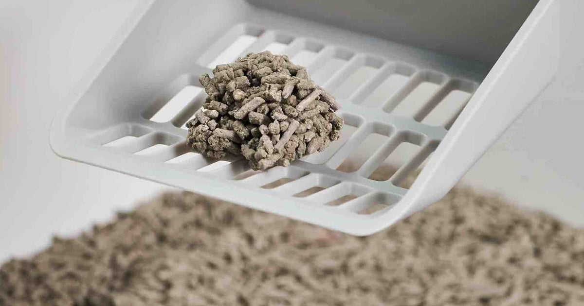 Best Cheap Cat Litter in 2024: What to Look For – Tuft & Paw