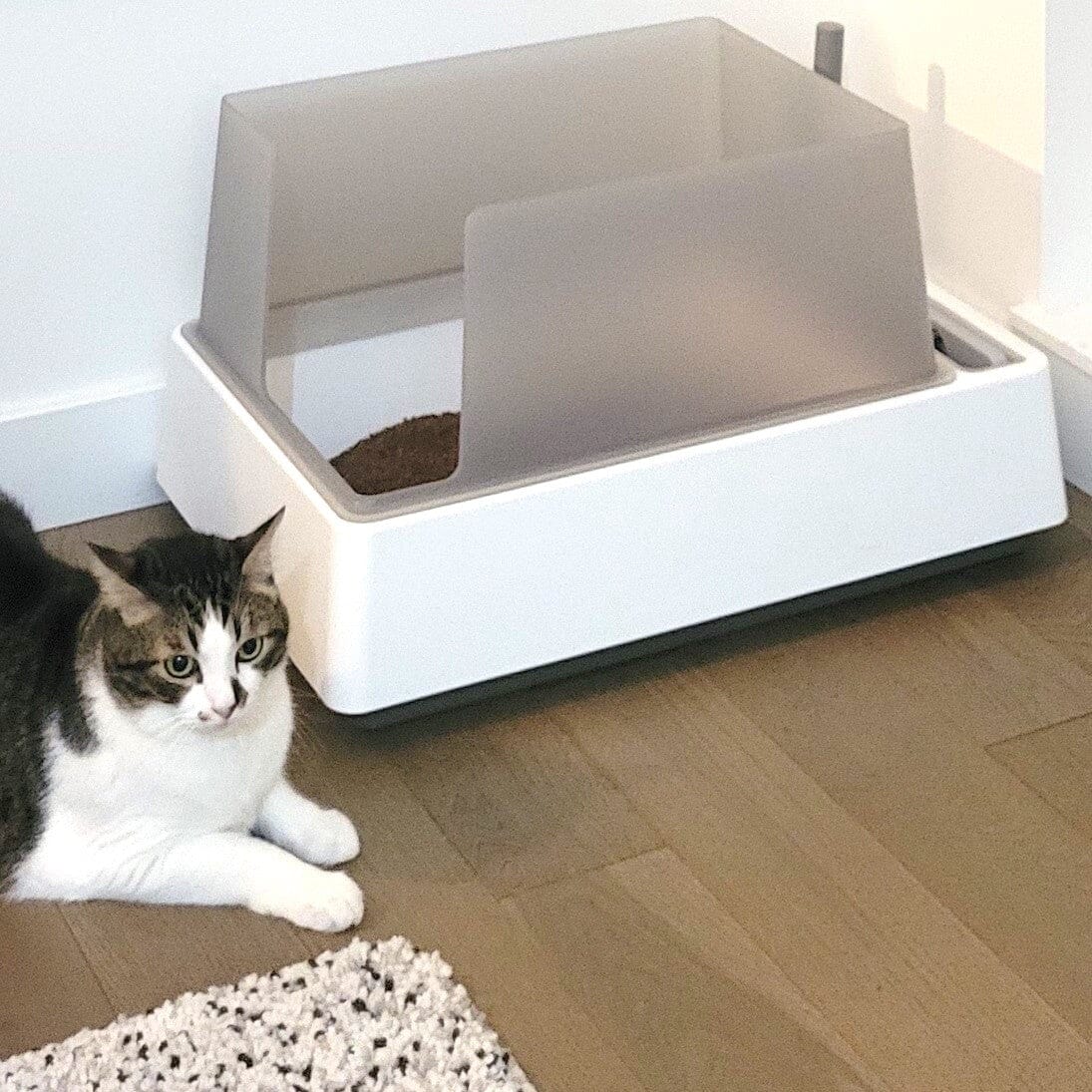 6 Best Cat Litter Boxes for Odor Control in 2024 – Tuft & Paw