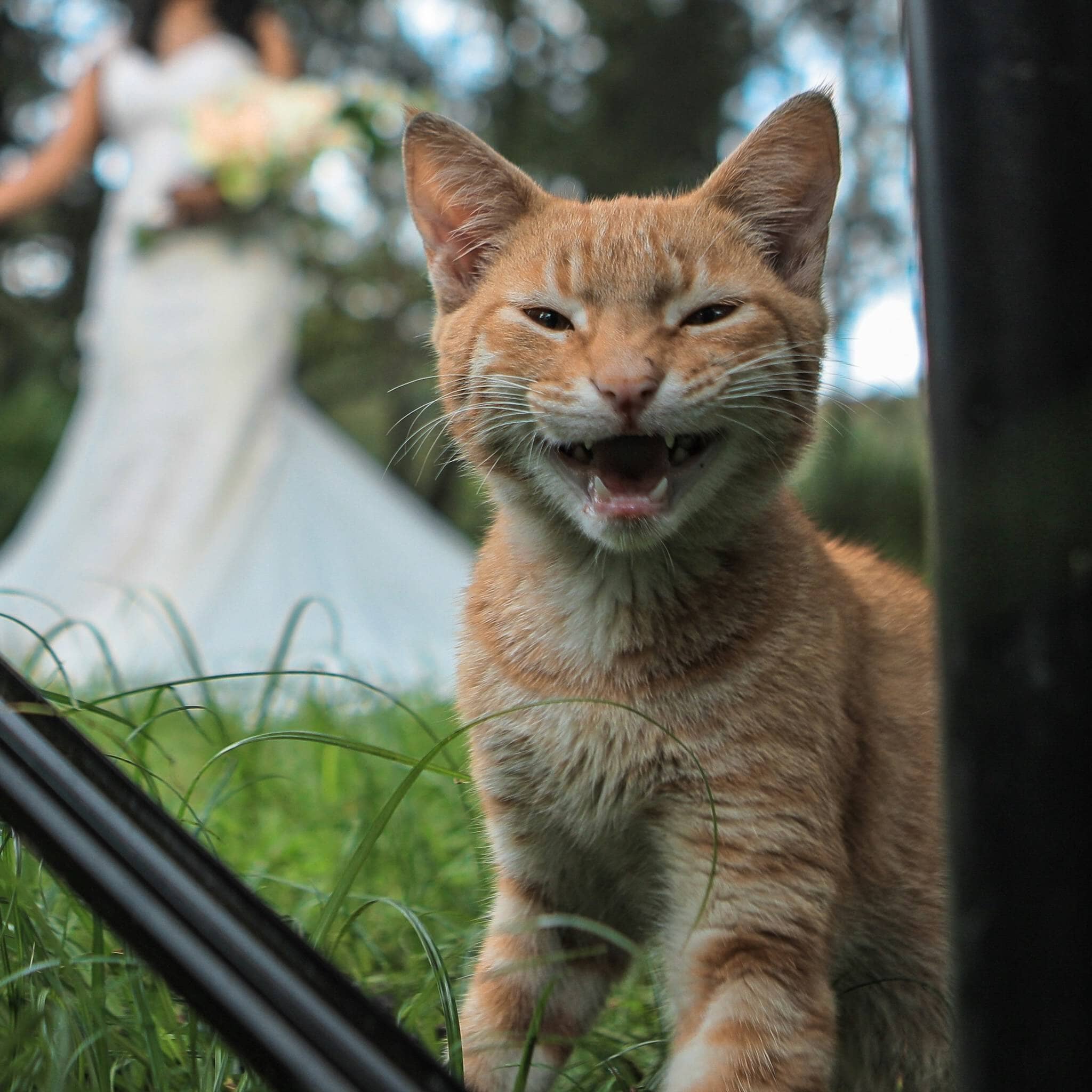 The Definitive Guide to Cat Behavior and Body Language – Tuft & Paw