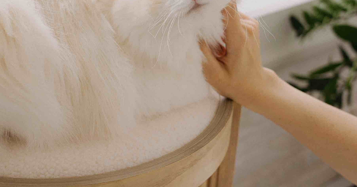 why do cats stand sideways