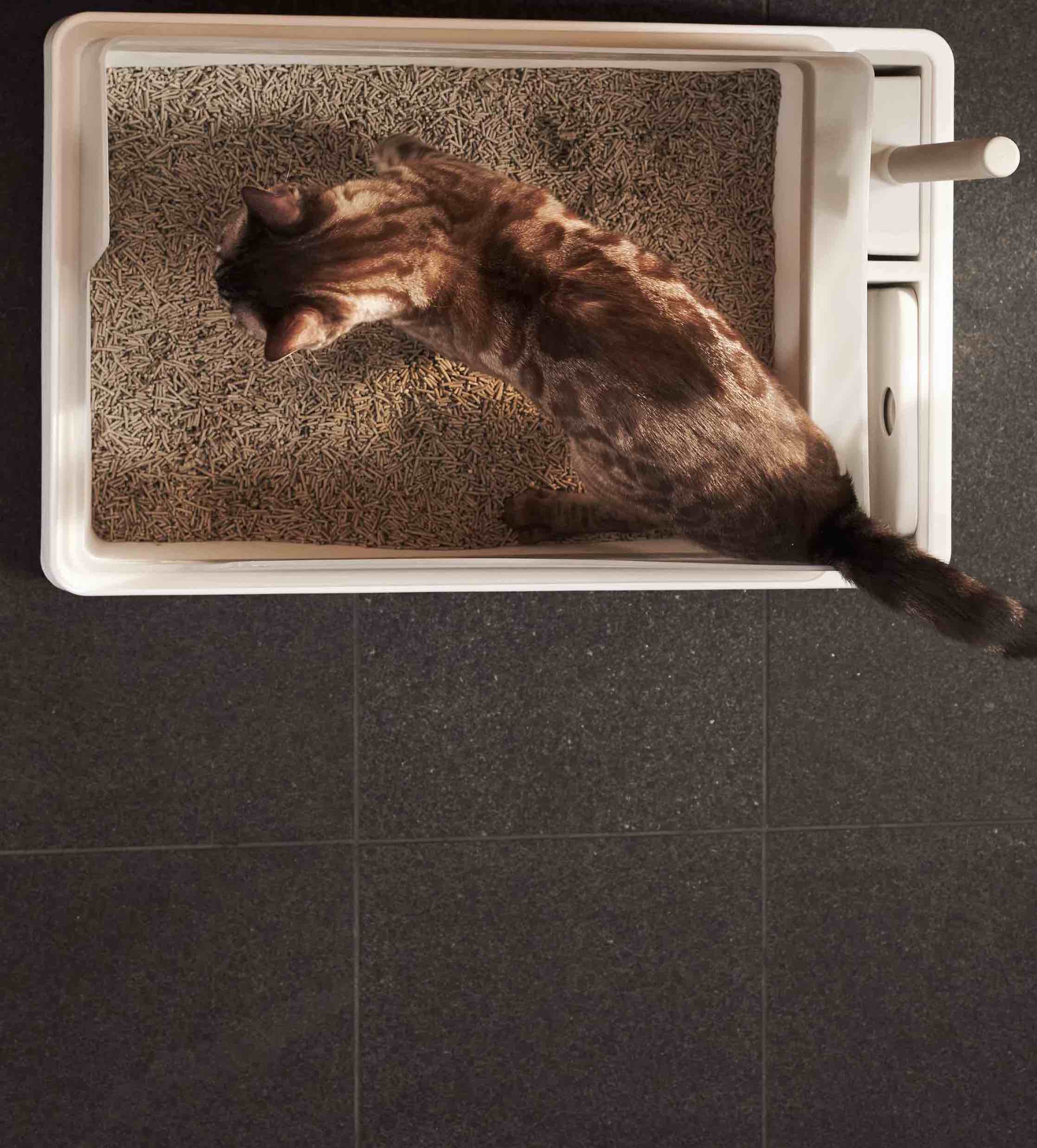 How to Choose the Right Litter – Tuft & Paw