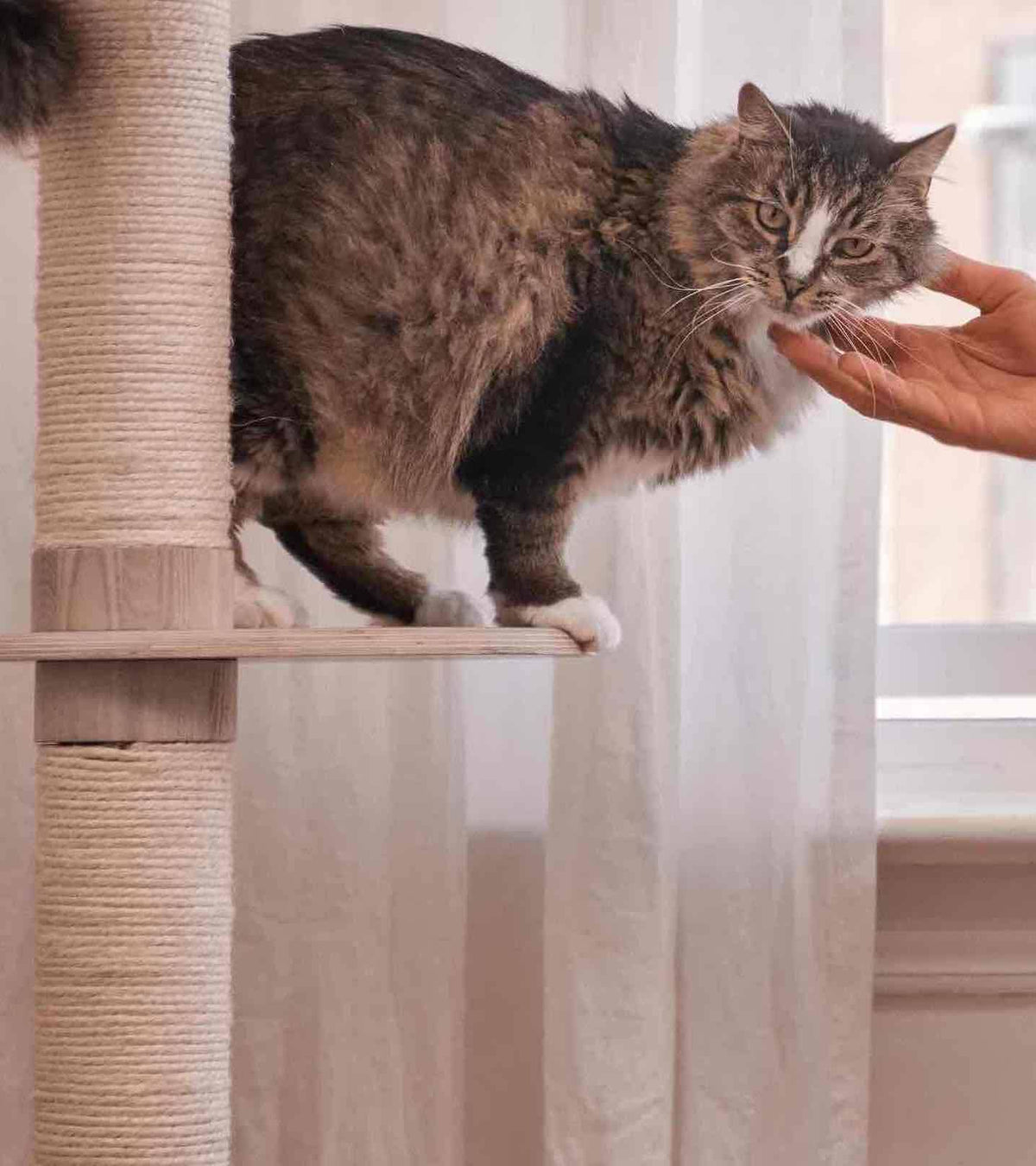 How to Clicker Train Your Cat – Tuft & Paw