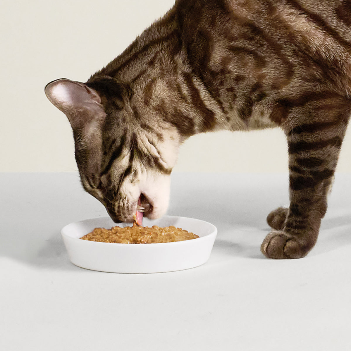 Dock Modern Cat Bowl – tuft + paw