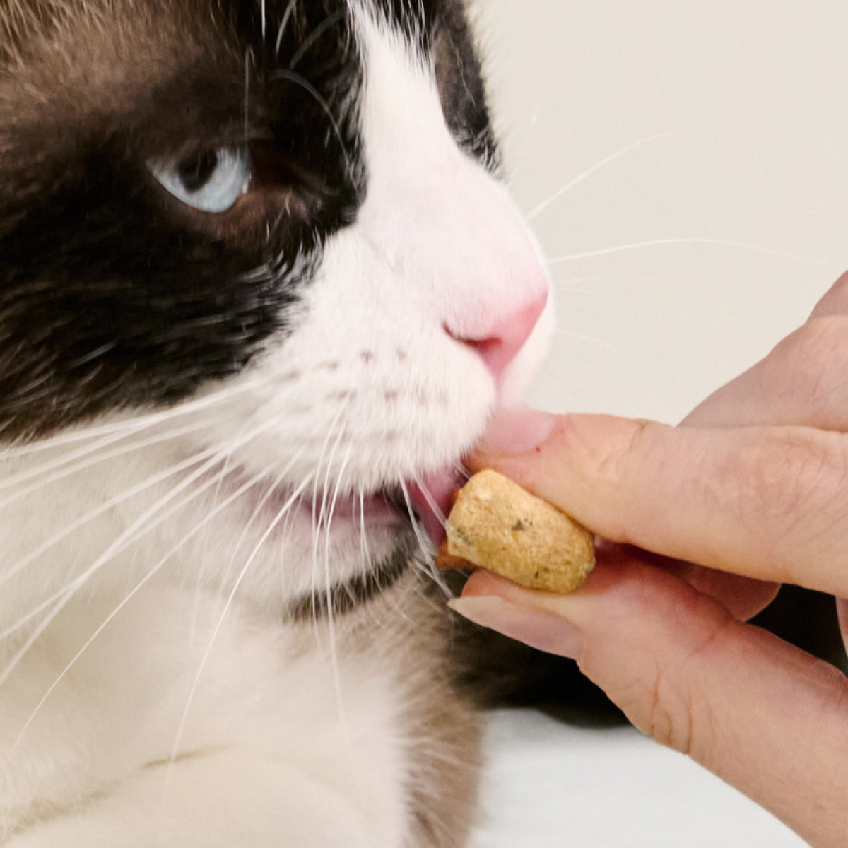 Really Great Cat Food & Treats – Tuft & Paw